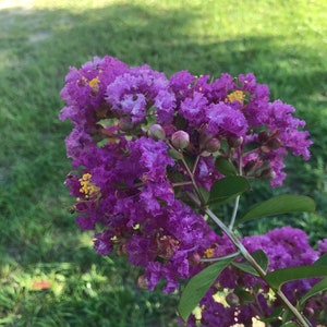Purple Velvet | Dwarf Crape Myrtle | 20 Seeds - Etsy