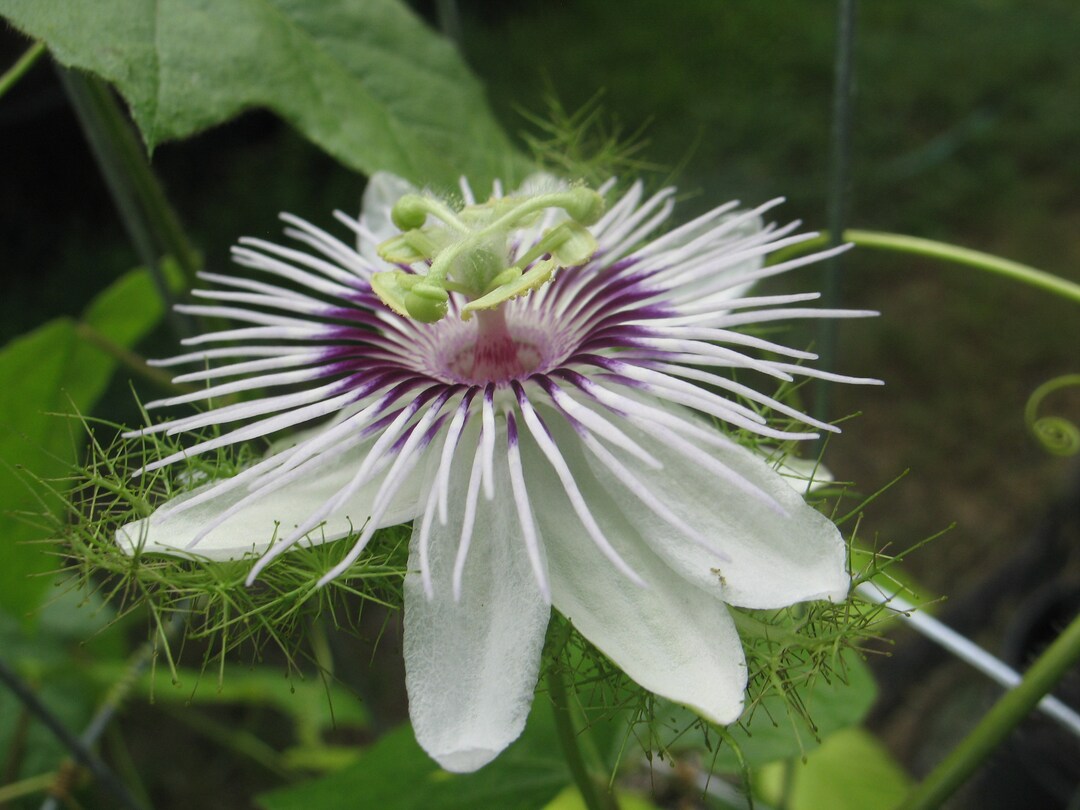 Extremely Rare Passiflora Dispar 5 Seeds - Etsy