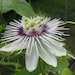 Extremely Rare Passiflora Dispar 5 Seeds - Etsy