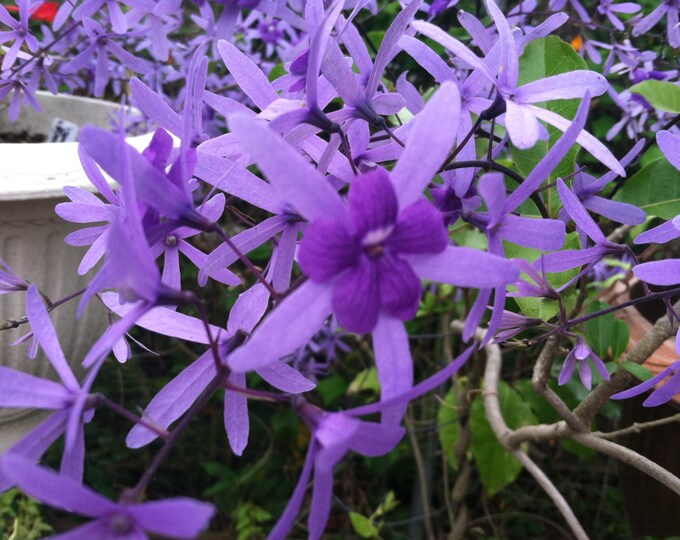 Petrea Volubilis Queens Wreath Vine Plant - Etsy