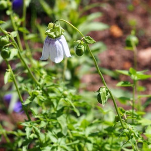 Codonopsis Clematidea Bonnet Bellflower 10 Seeds - Etsy