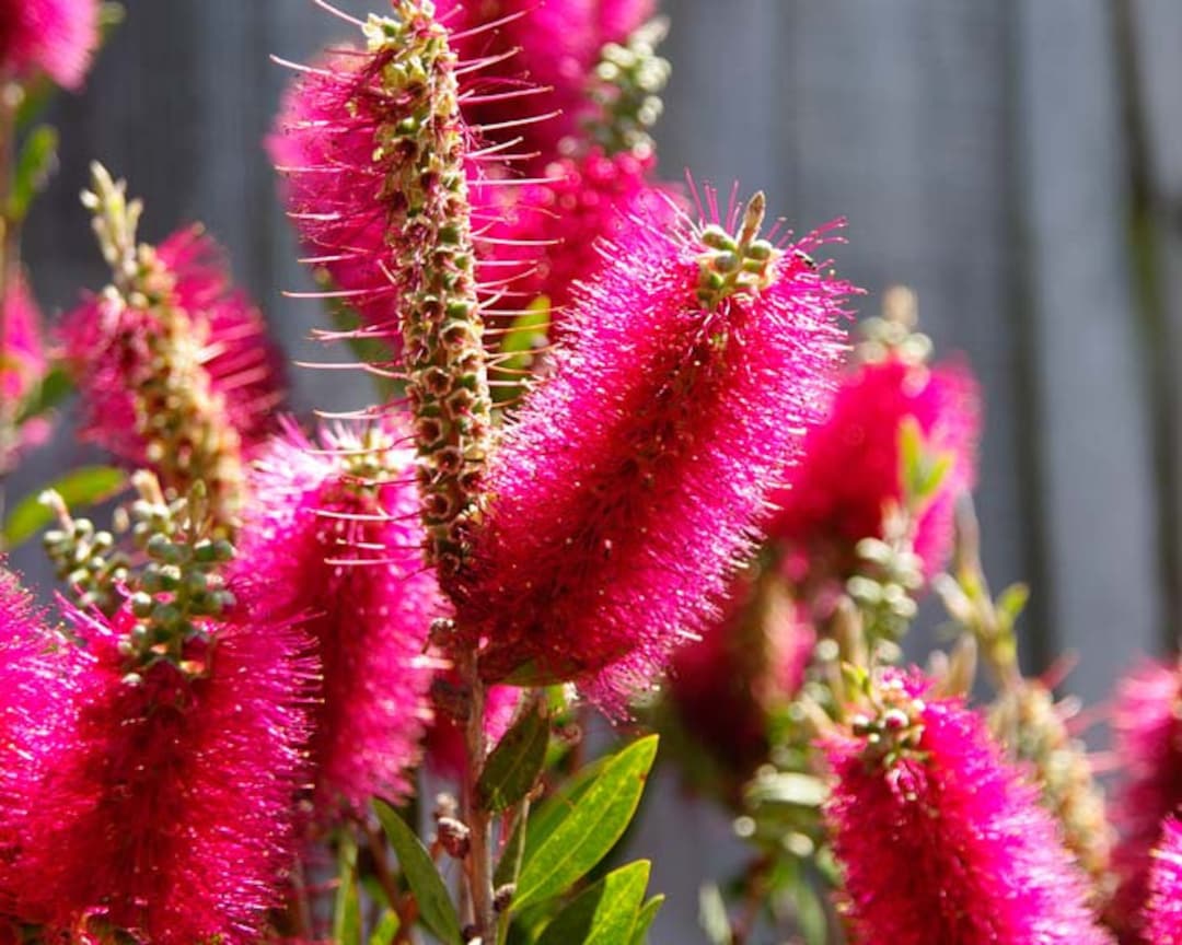 Callistemon Violaceus Violet Bottlebrush 20 Seeds - Etsy