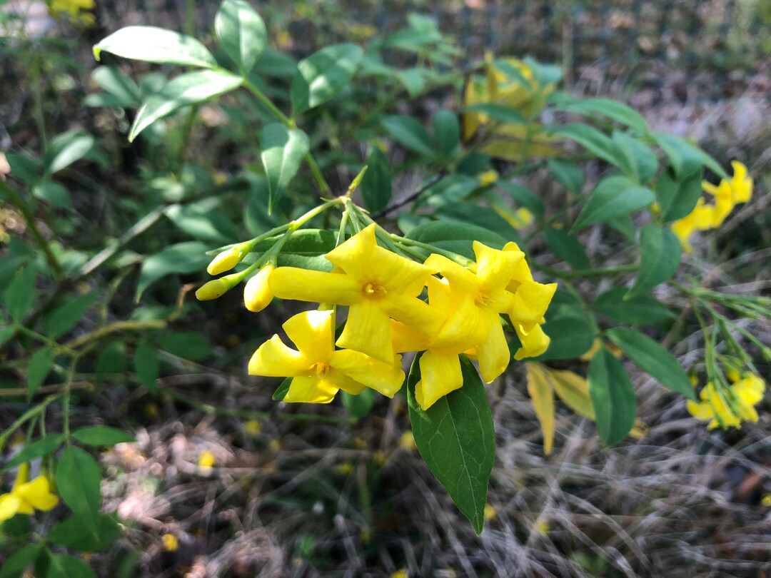 Jasminum Humile Italian Jasmine Plant - Etsy