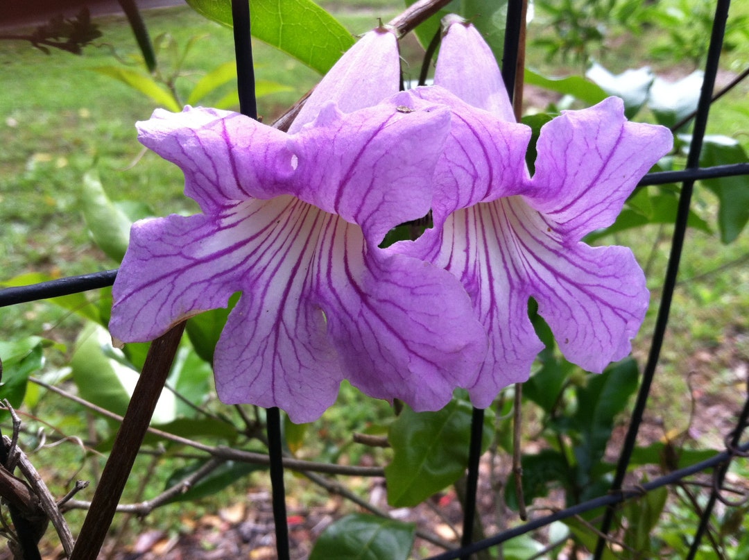 Clytostoma Callistegioides Lavender Trumpet Vine Gallon Plant - Etsy