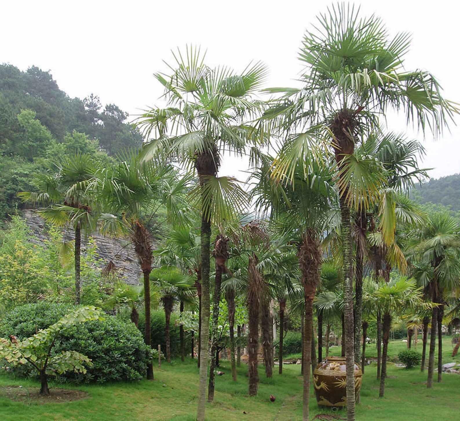 Chusan Palm Trachycarpus Fortunei 10 Seeds - Etsy