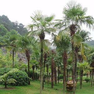 Chusan Palm Trachycarpus Fortunei 10 Seeds - Etsy