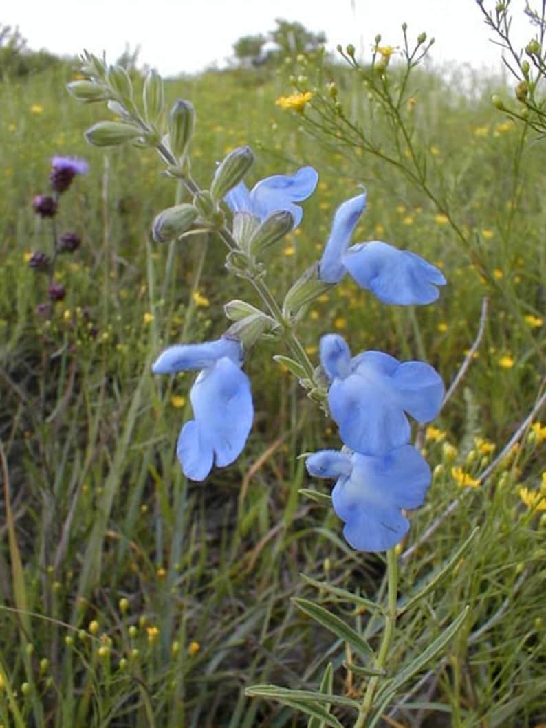 Salvia Azurea Gradiflora Blue Sage 10 Seeds - Etsy