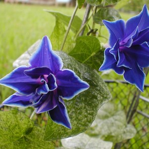 Morning Glory Ipomoea Japanese Blue Picotee 10 Seeds - Etsy