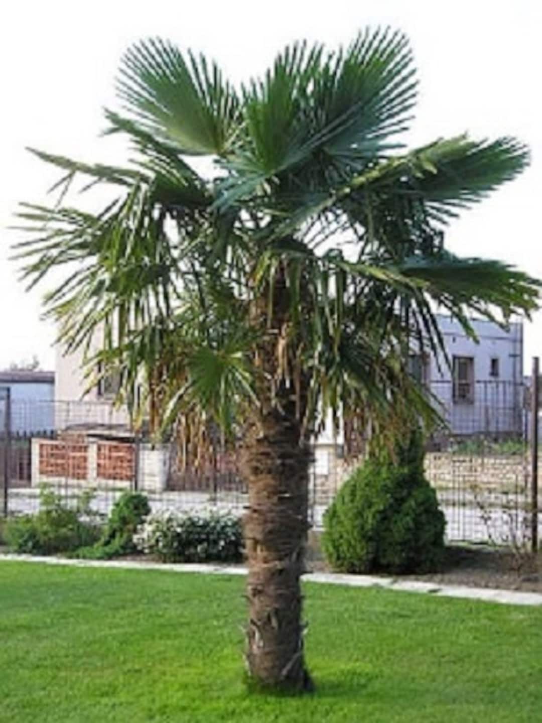 Chusan Palm Trachycarpus Fortunei 10 Seeds - Etsy