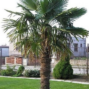 Chusan Palm Trachycarpus Fortunei 10 Seeds - Etsy