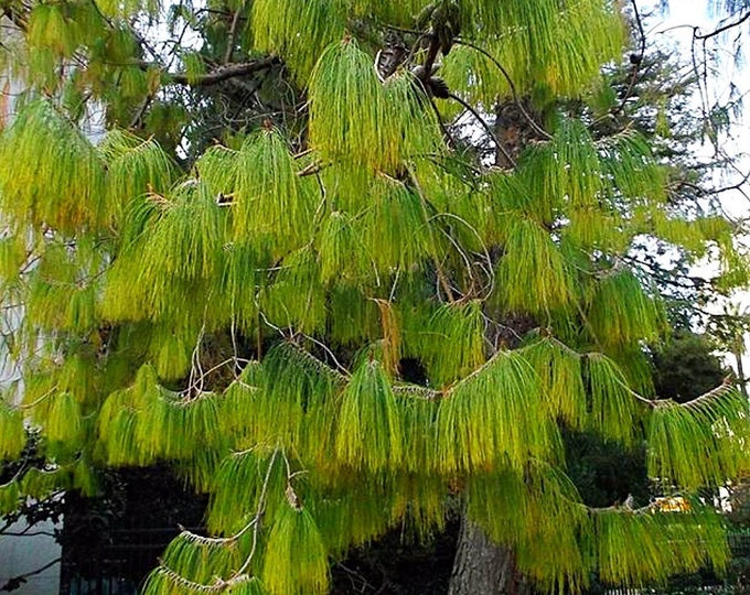 Pinus Patula Ocote Nacho Mexican Weeping Pine 30 Seeds - Etsy