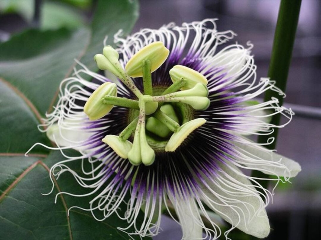 Purple Possum Passiflora 10 Seeds - Etsy