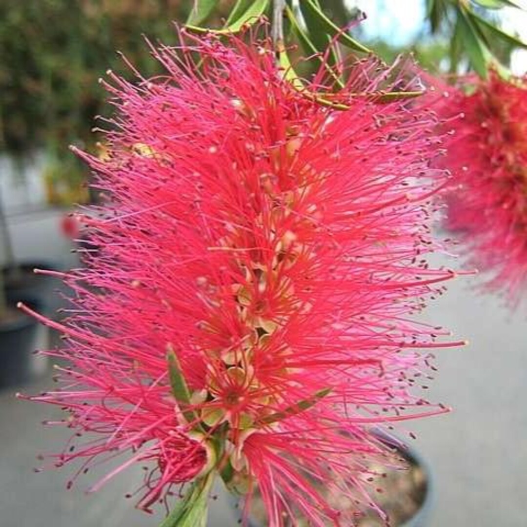 Callistemon Subulatus or Dwarf Tonghi 20 Seeds - Etsy