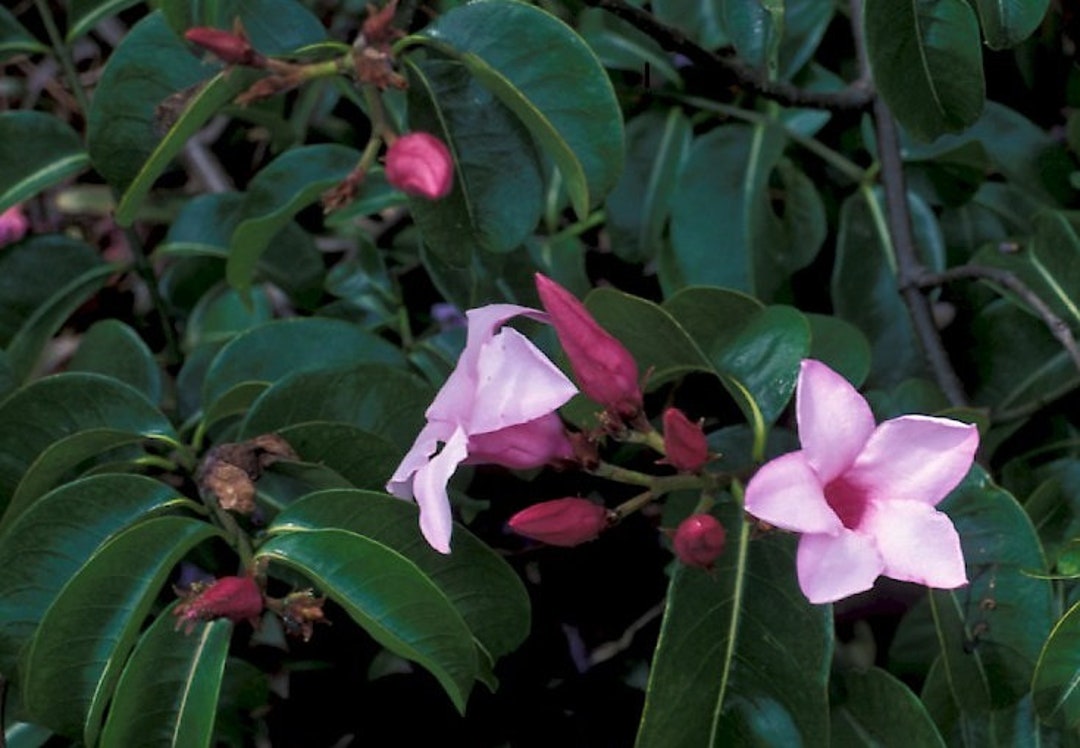 Cryptostegia Grandiflora Rubber Vine 10 Seeds - Etsy