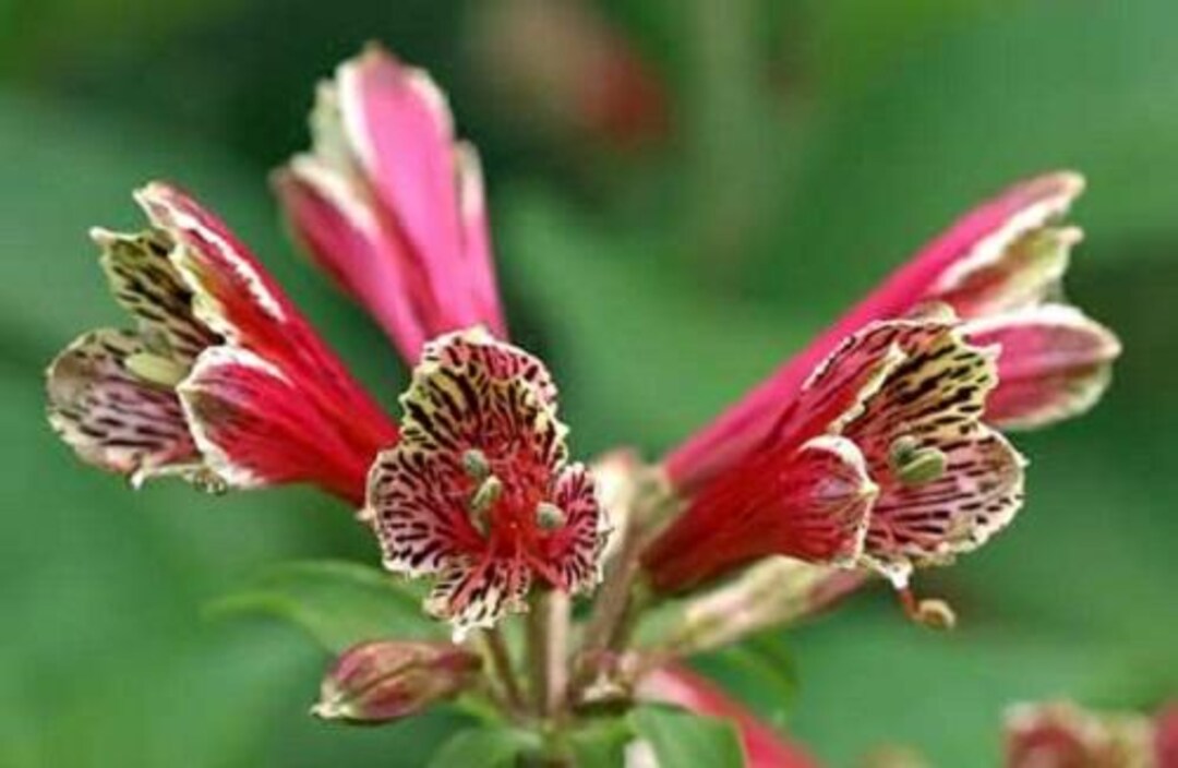 Peruvian Lily | Alstroemeria Psittacina | Parrot Lily |12 Seeds - Etsy