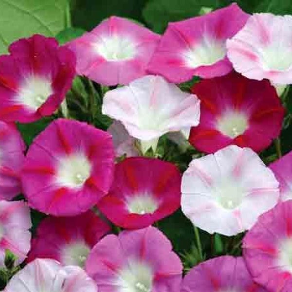 La Vie En Rose - Etsy