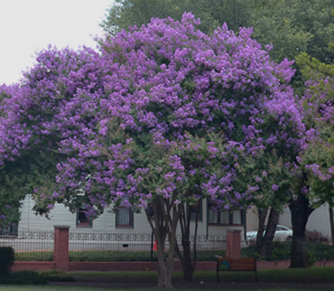 Lagerstroemia Crape Myrtle Purple Velvet 20 Seeds - Etsy Canada