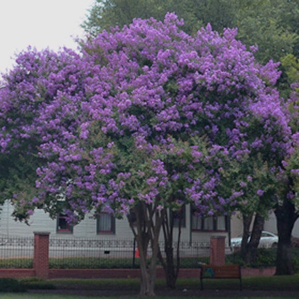 Purple Crepe Myrtle - Etsy