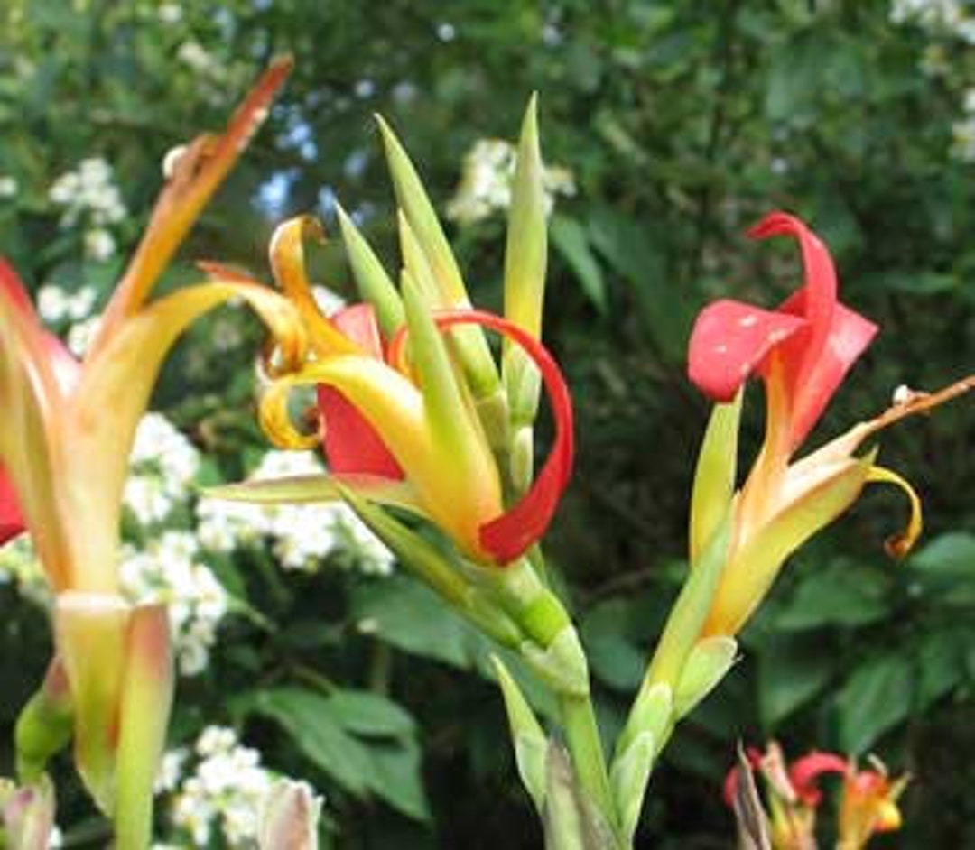 Canna Patens | Indica Red and Gold Indian Shot | 5 Seeds - Etsy