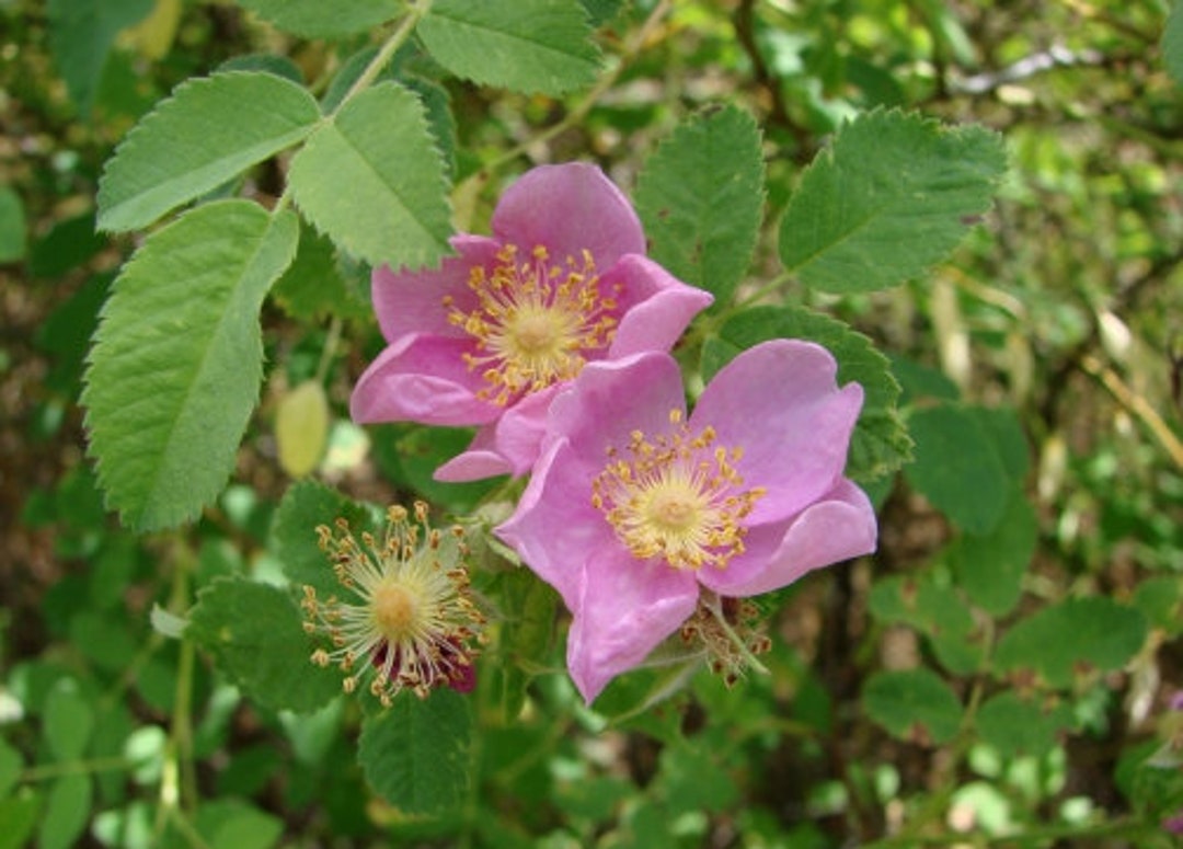 California Wildrose - Rosa Californica 10 Seeds - Etsy
