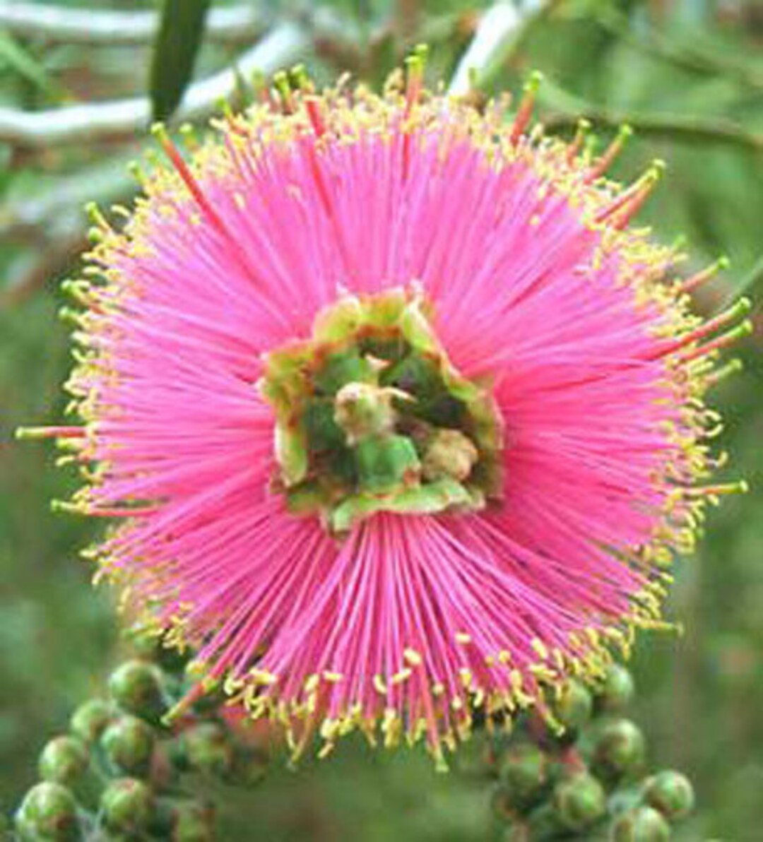 Callistemon Cameo Pink Bottlebrush 20 Seeds - Etsy