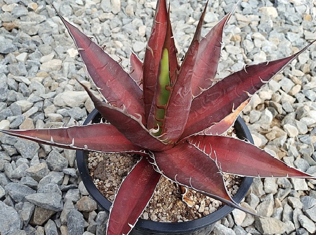 Agave Kerchovei Huajuapan Red Red Agave 5 Seeds - Etsy