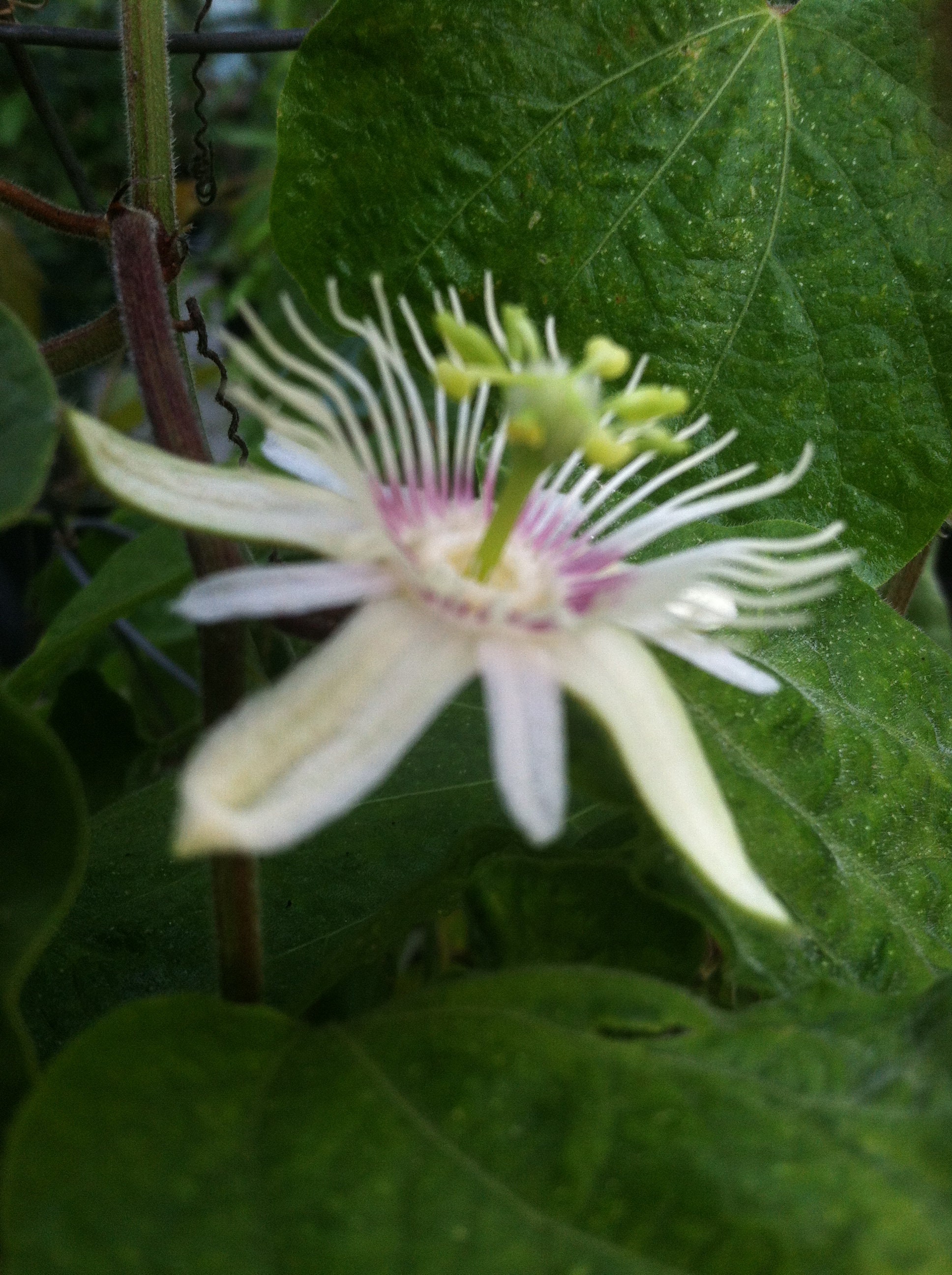 Extremely Rare Passiflora Dispar 5 Seeds - Etsy