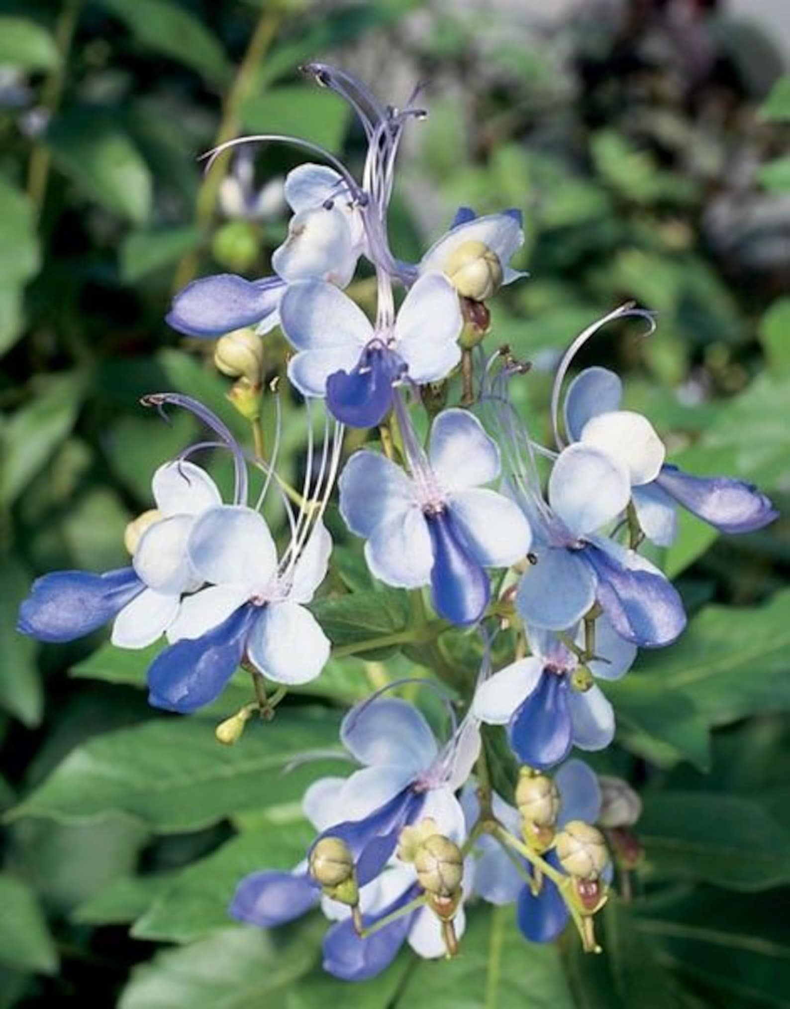 Blue Glory Bower, Blue-flowered Tinderwood and Blue Cats Whiskers Quart ...
