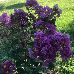 Purple Velvet | Dwarf Crape Myrtle | 20 Seeds - Etsy