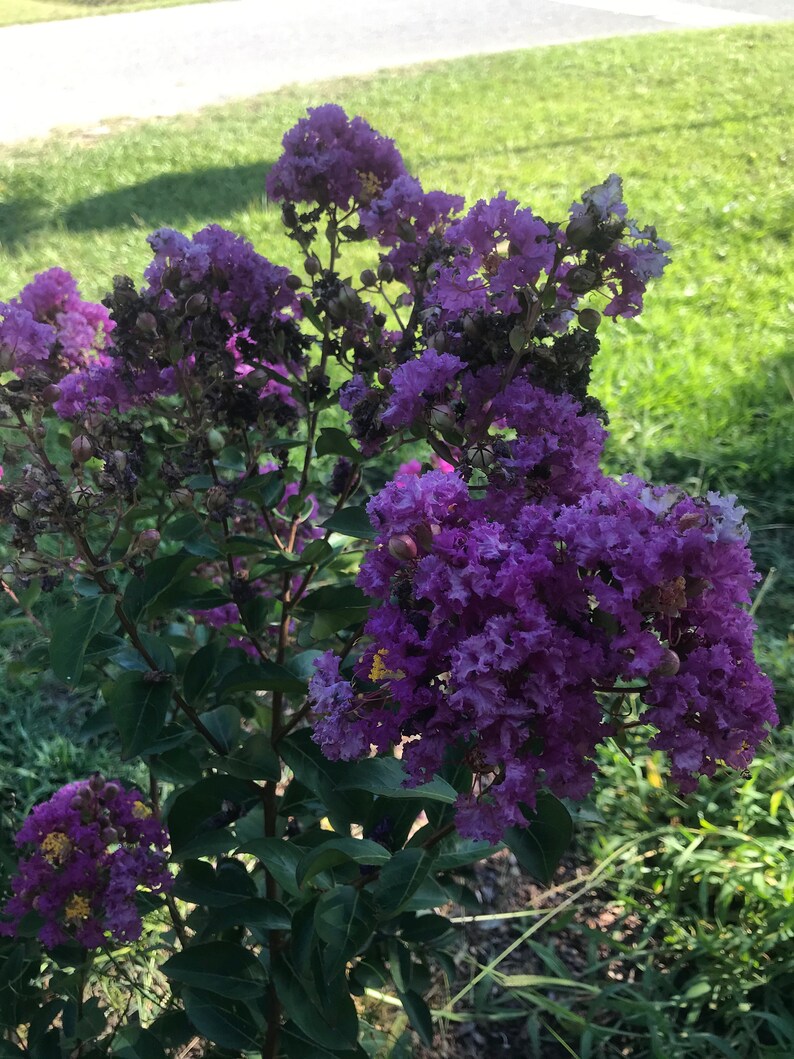 Purple Velvet | Dwarf Crape Myrtle | 20 Seeds - Etsy