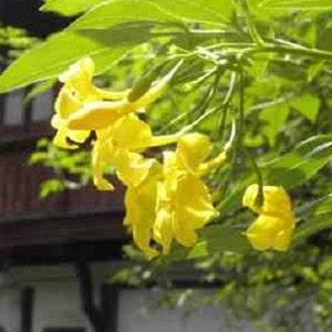 Jasminum Floridum Showy Jasmine Plant - Etsy