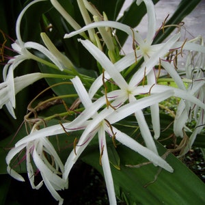White Spider Lily Crinum Asiaticum White Spider Lily Gallon Plant - Etsy
