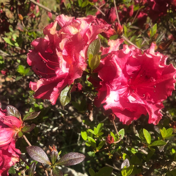 Rhododendron Live Plant - Etsy