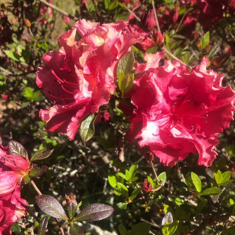 Rhododendron Plant - Etsy