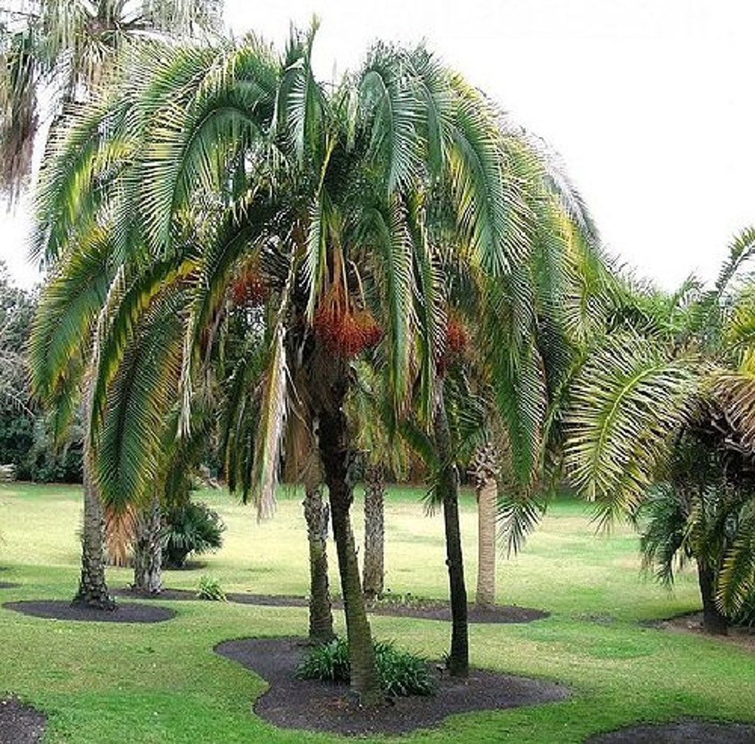Phoenix Rupicola or Cliff Date Palm 10 Seeds - Etsy