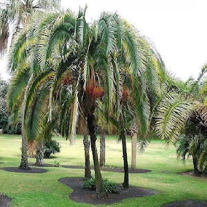 Phoenix Rupicola or Cliff Date Palm 10 Seeds - Etsy