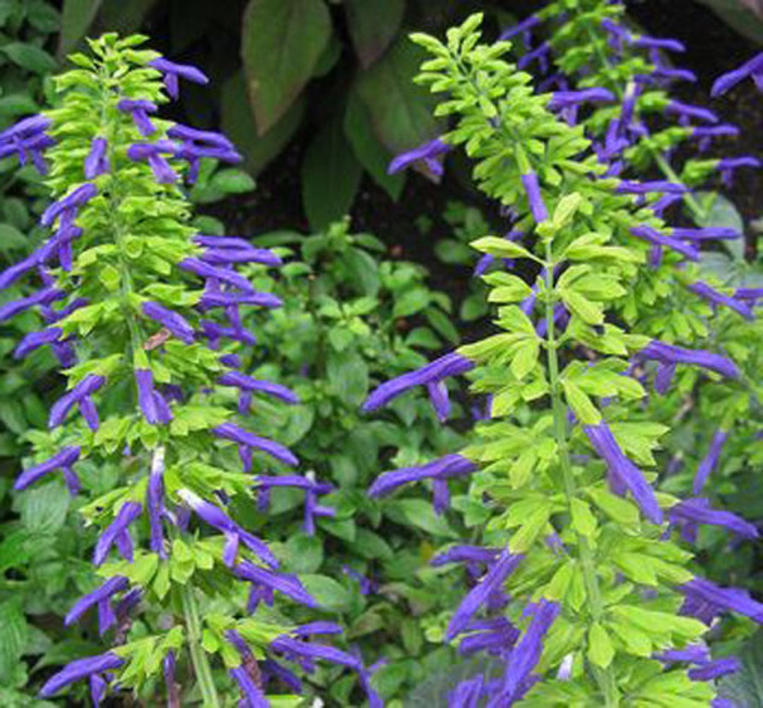 Limelight Salvia Mexicana Plant - Etsy