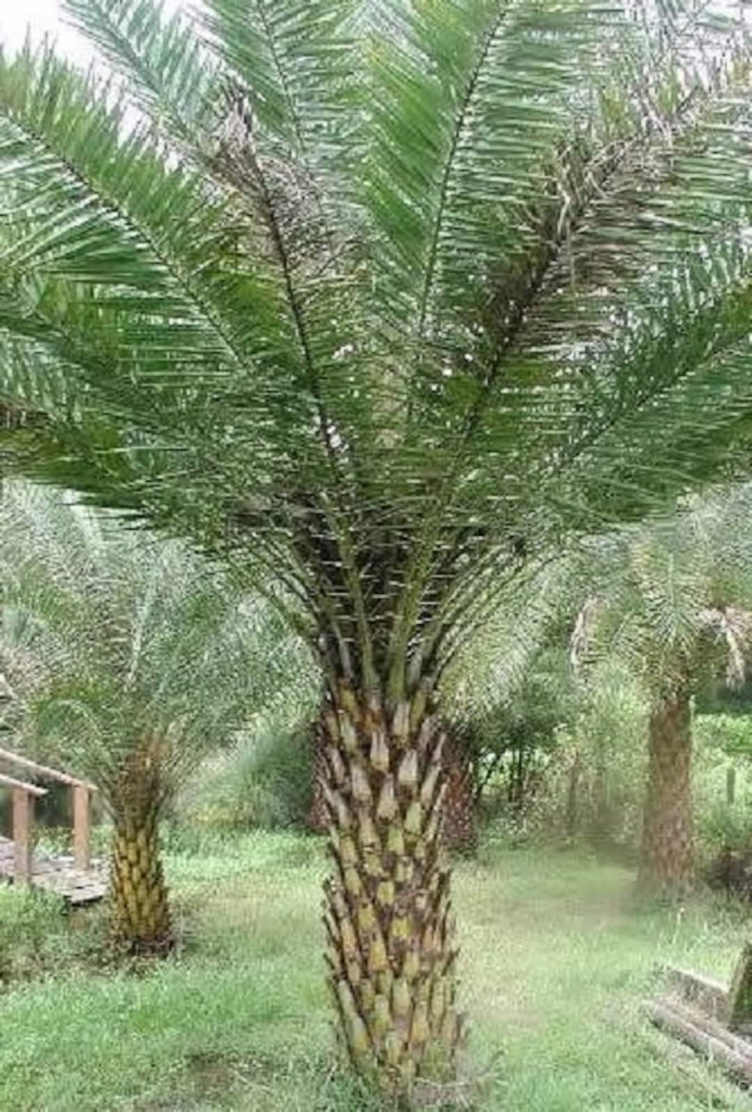 Silver Date Palm Phoenix Sylvestris 10 Seeds - Etsy