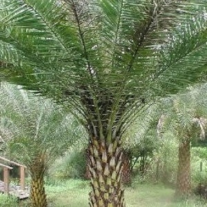 Silver Date Palm Phoenix Sylvestris 10 Seeds - Etsy