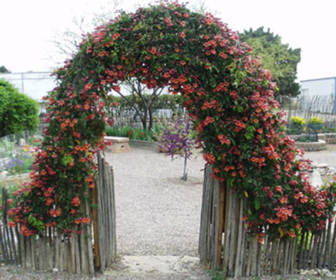 Crossvine Bignonia Capreolata Var. Atrosanguinea Plant - Etsy