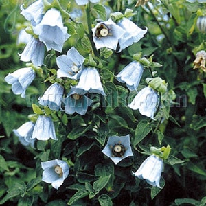 Codonopsis Clematidea Bonnet Bellflower 10 Seeds - Etsy