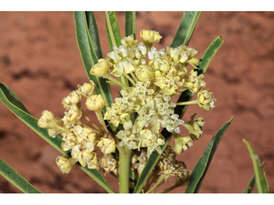 Asclepias Labriformis Utah Milkweed 5 Seeds - Etsy