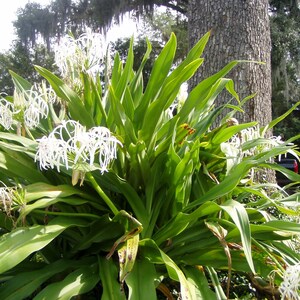 White Spider Lily Crinum Asiaticum White Spider Lily Gallon Plant - Etsy