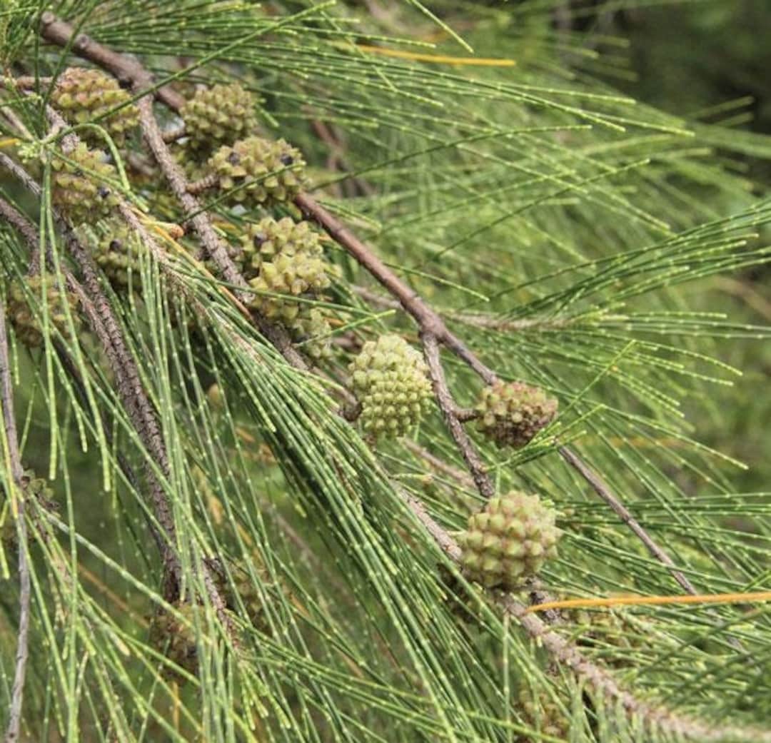 Coastal She-oak Tree Horsetail She-oak Casuarina Equisetifolia 30 Seeds ...