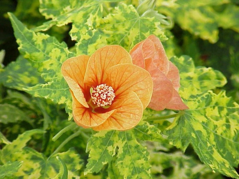 Variegated Peach Flowering Maple Abutilon Pictum Thompsonii - Etsy