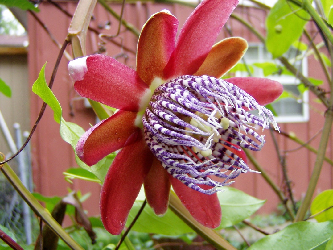Winged-stem Passion Flower Passiflora Alata 10 Seeds - Etsy