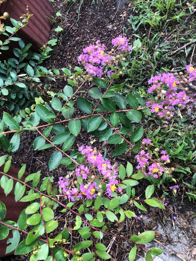 Weeping Crape Myrtle | Lagerstroemia | Deep Rose Miniature 10 Seeds - Etsy