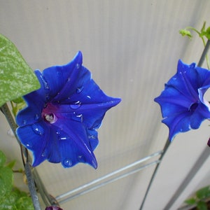 Morning Glory Ipomoea Japanese Blue Picotee 10 Seeds - Etsy