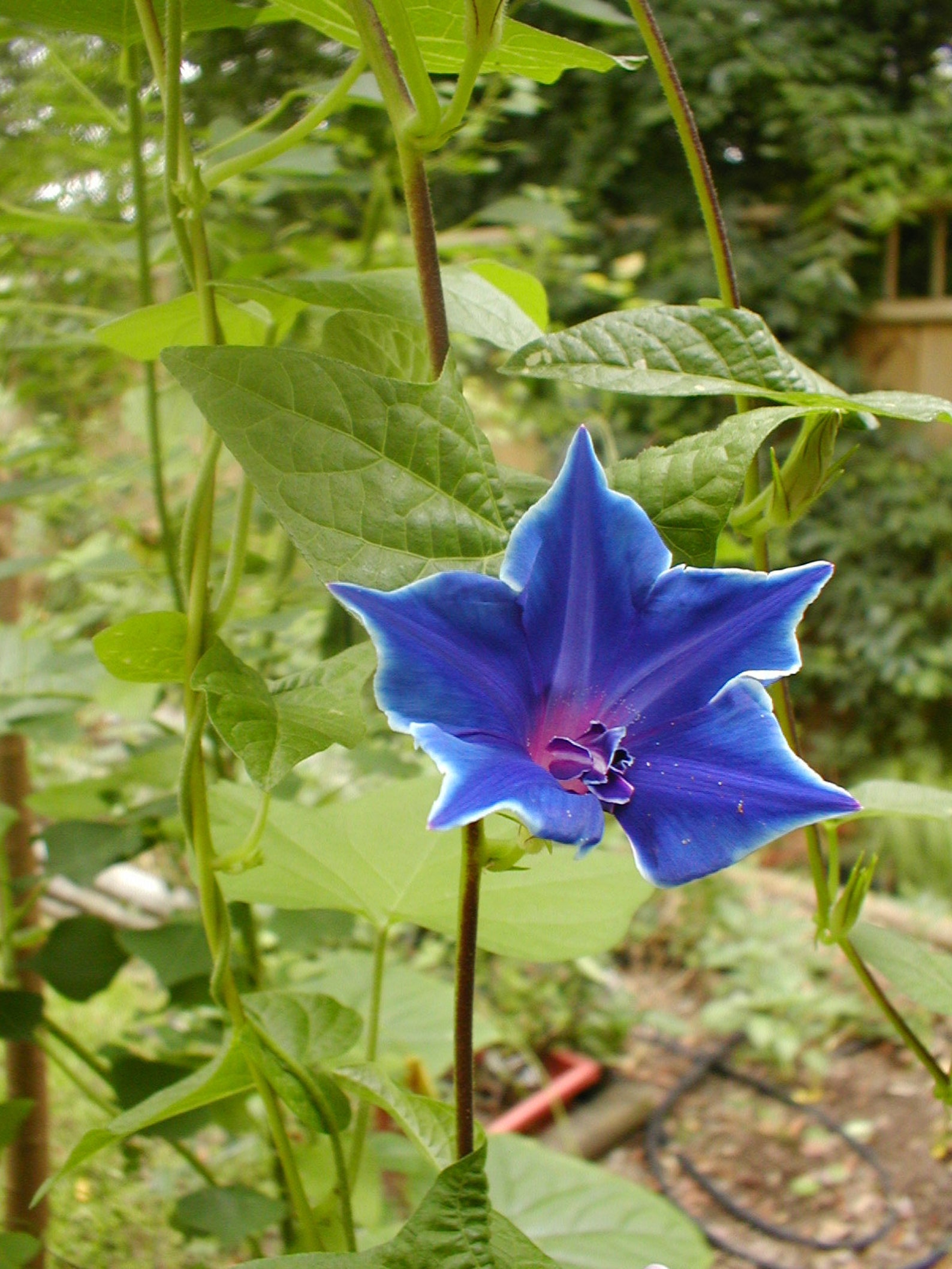 Morning Glory Ipomoea Japanese Blue Picotee 10 Seeds - Etsy