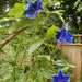 Morning Glory Ipomoea Japanese Blue Picotee 10 Seeds - Etsy
